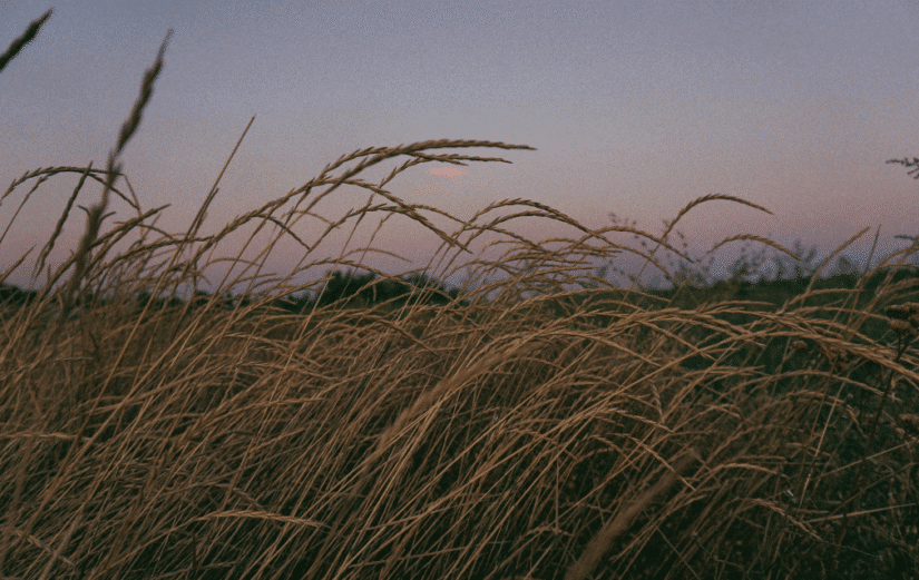 Full Moon in Taurus ~ November 5, 2025 @ 5:19 AM PST / 8:19 AM EST ...